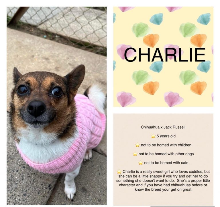 Dogs For Adoption | Clymping Dog Sanctuary