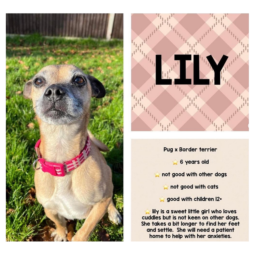 Dogs For Adoption | Clymping Dog Sanctuary