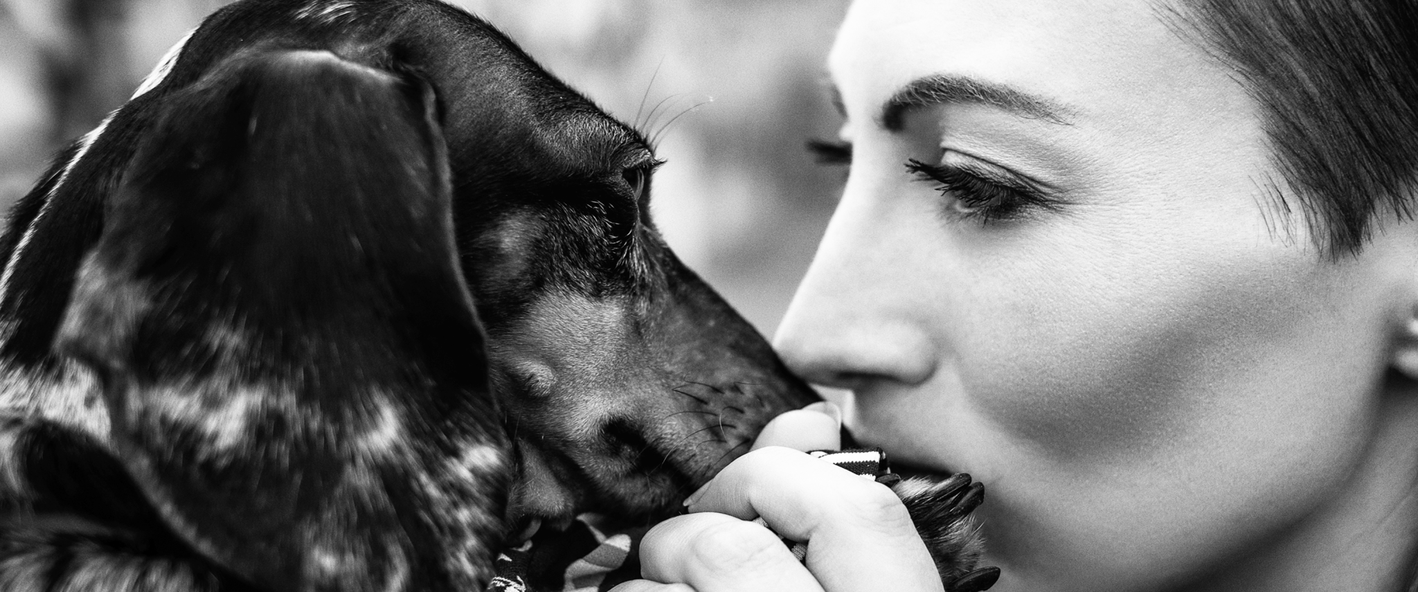 Dogs For Adoption | Clymping Dog Sanctuary