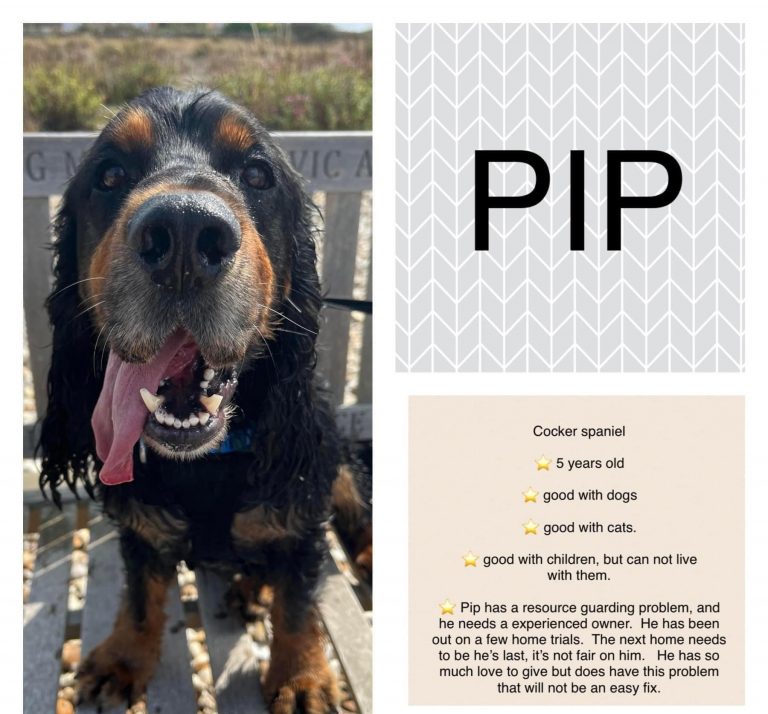 Dogs For Adoption | Clymping Dog Sanctuary