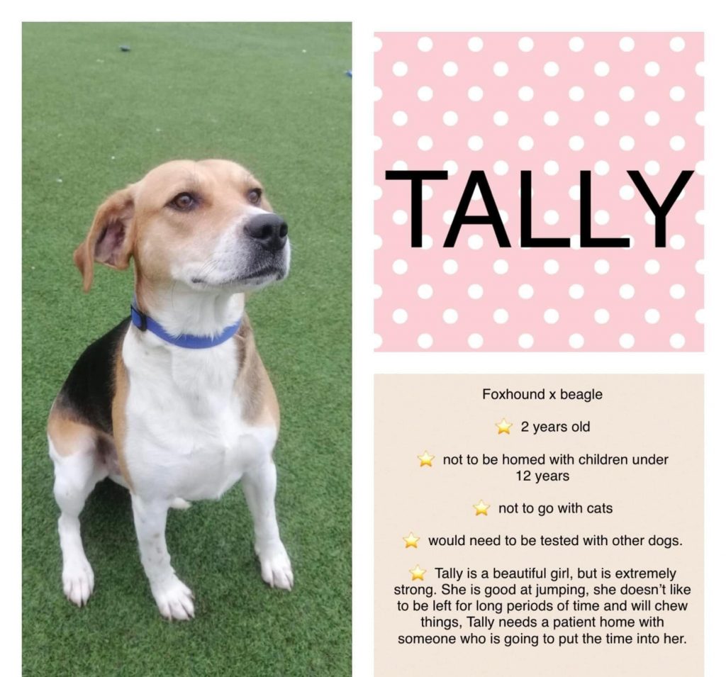 Dogs For Adoption | Clymping Dog Sanctuary