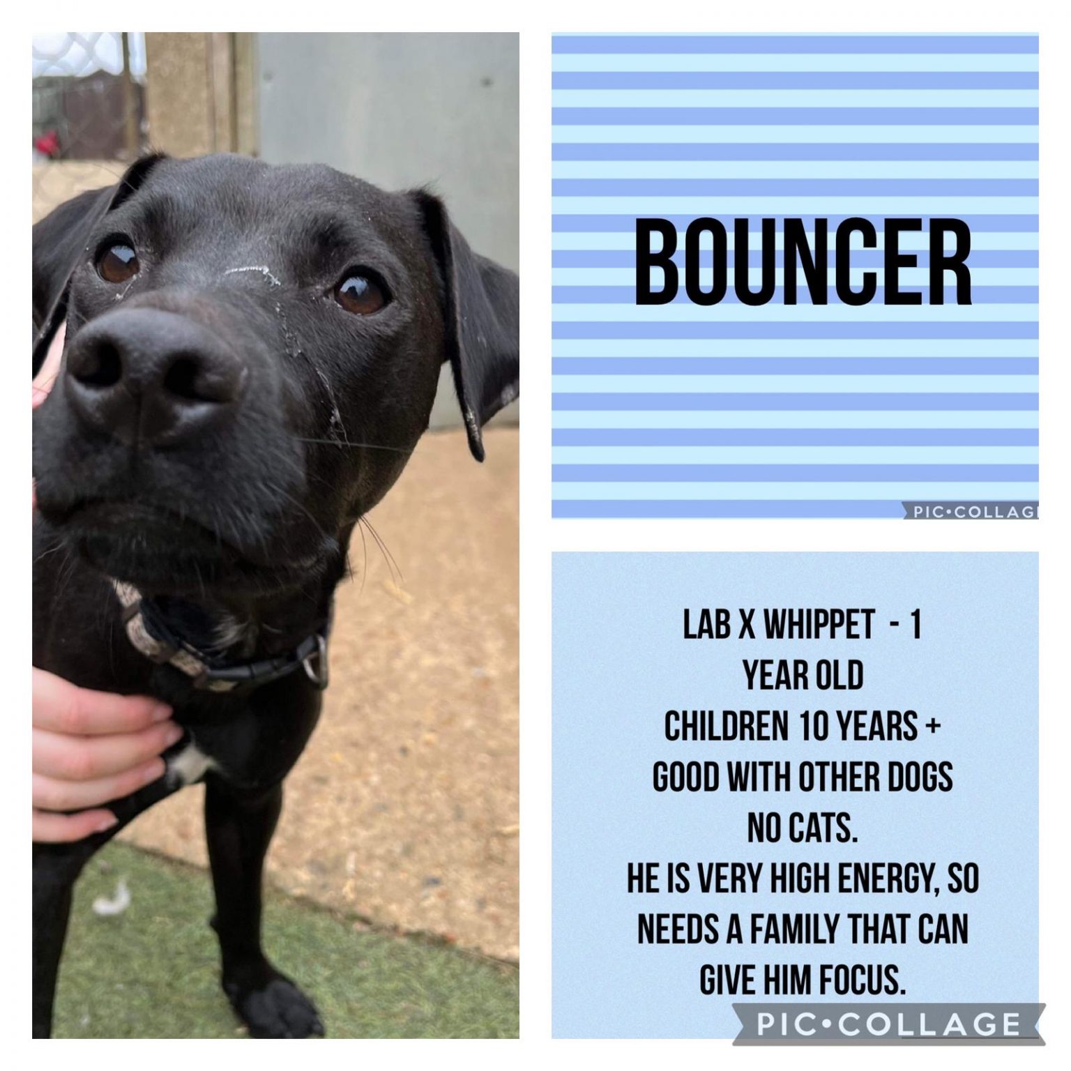 Dogs For Adoption | Clymping Dog Sanctuary