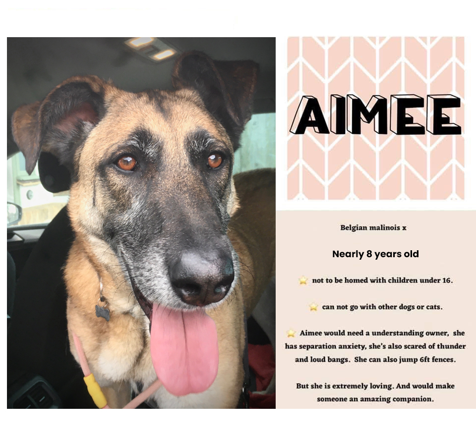 Dogs For Adoption | Clymping Dog Sanctuary