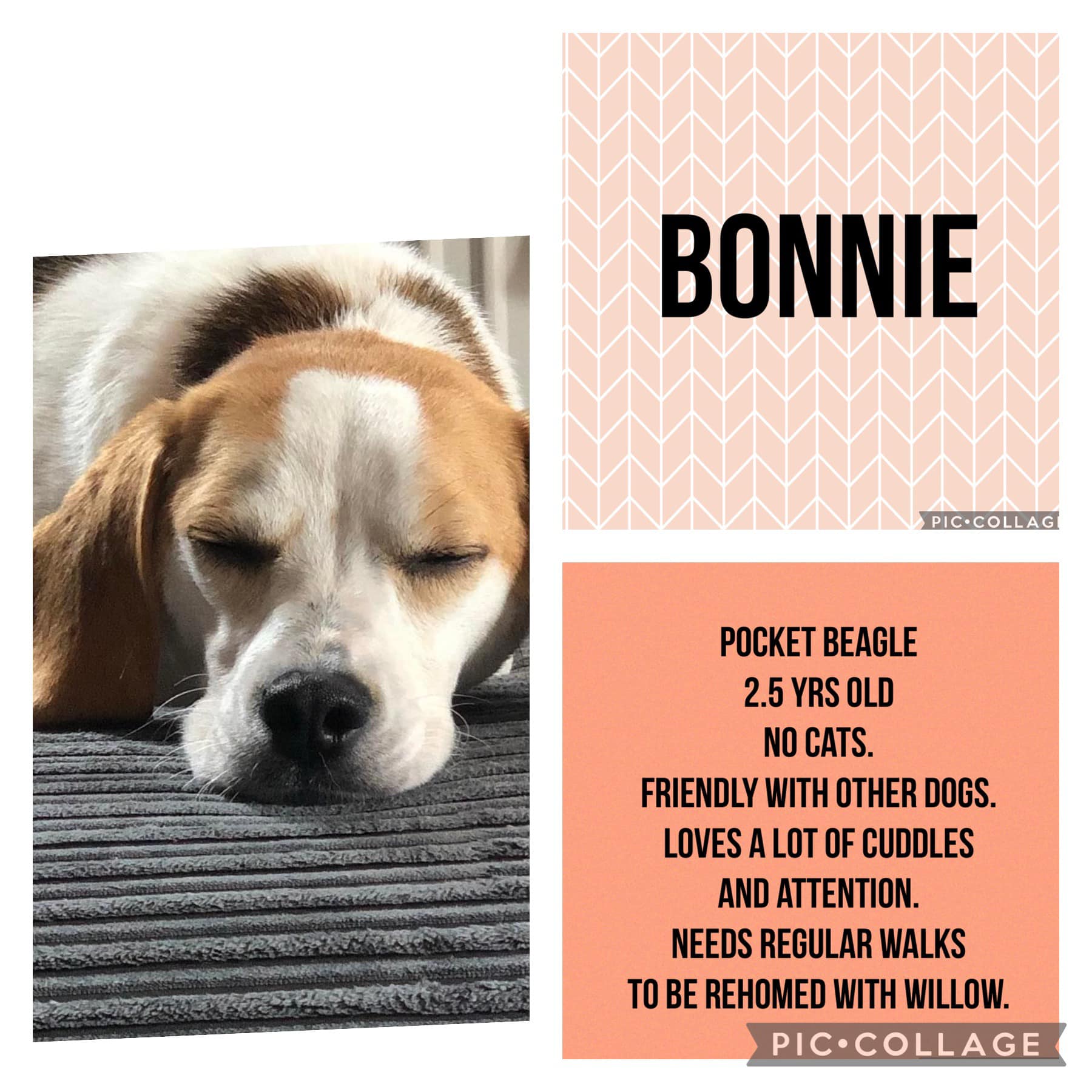 Dogs For Adoption | Clymping Dog Sanctuary