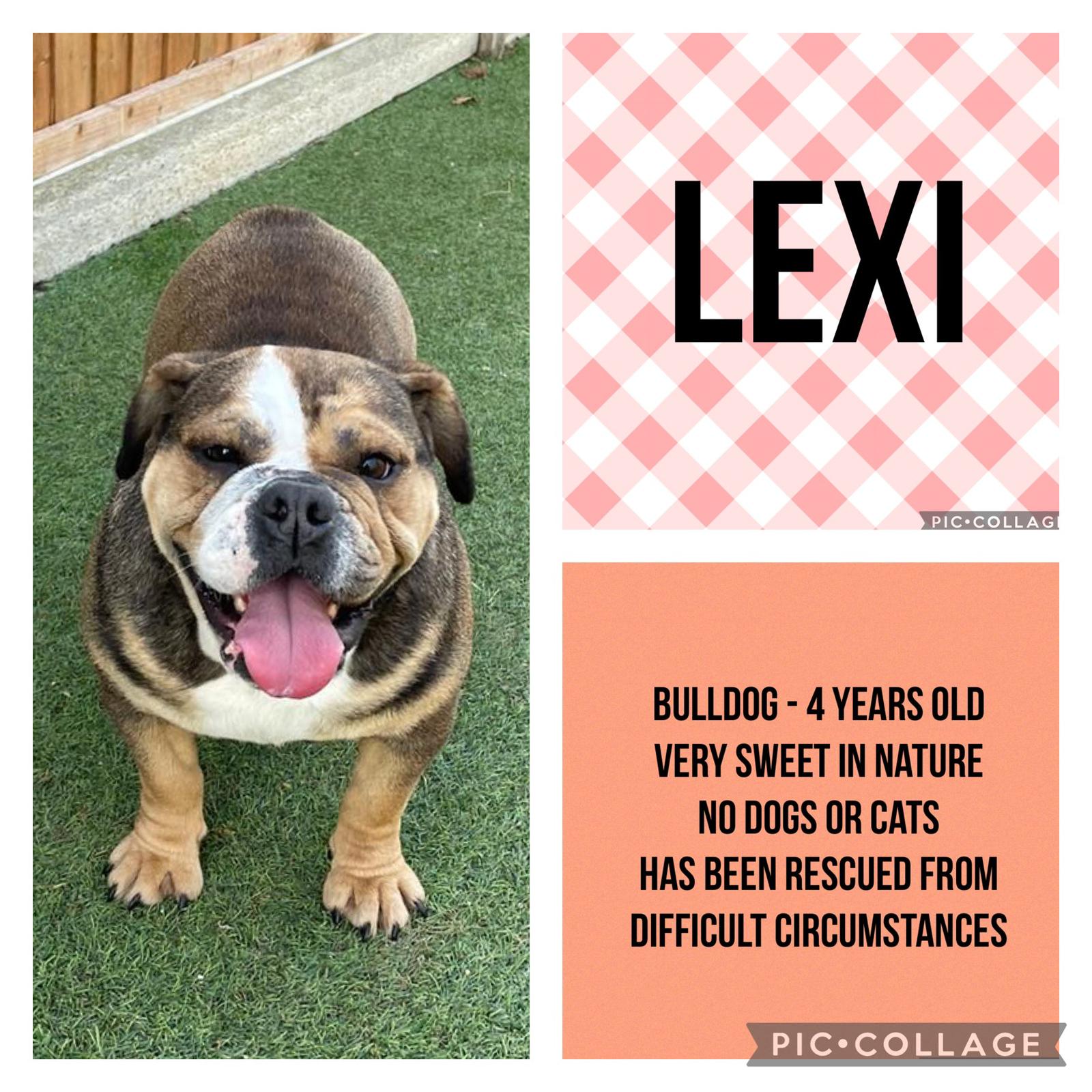 Dogs For Adoption | Clymping Dog Sanctuary