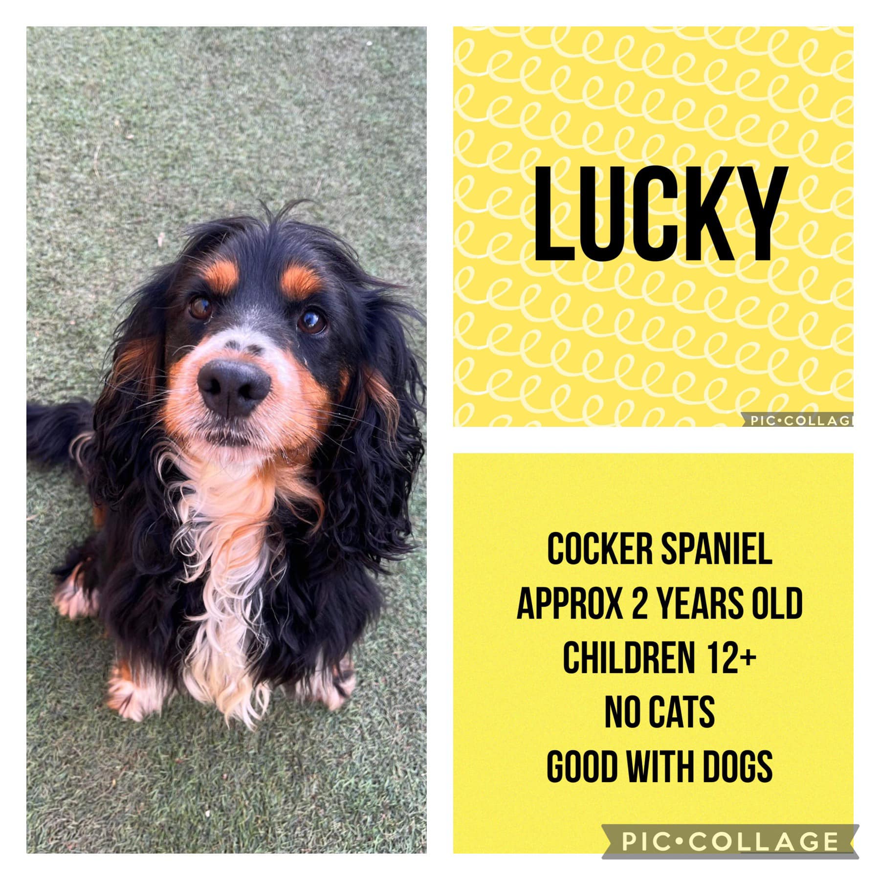 Dogs For Adoption | Clymping Dog Sanctuary