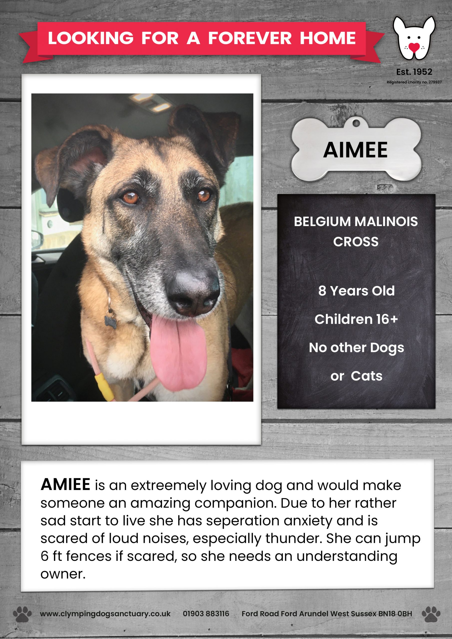 Dogs For Adoption | Clymping Dog Sanctuary