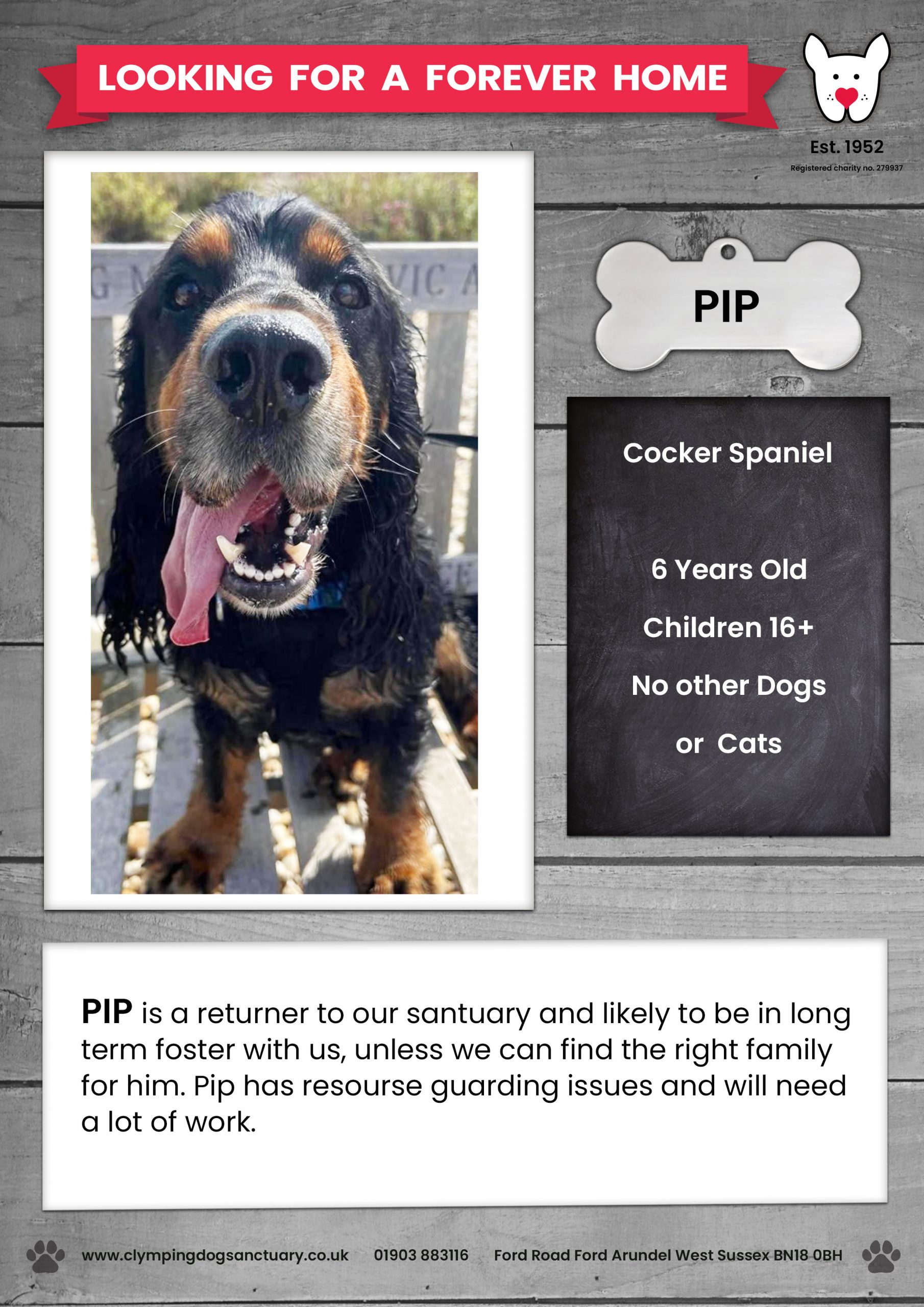 Dogs For Adoption | Clymping Dog Sanctuary