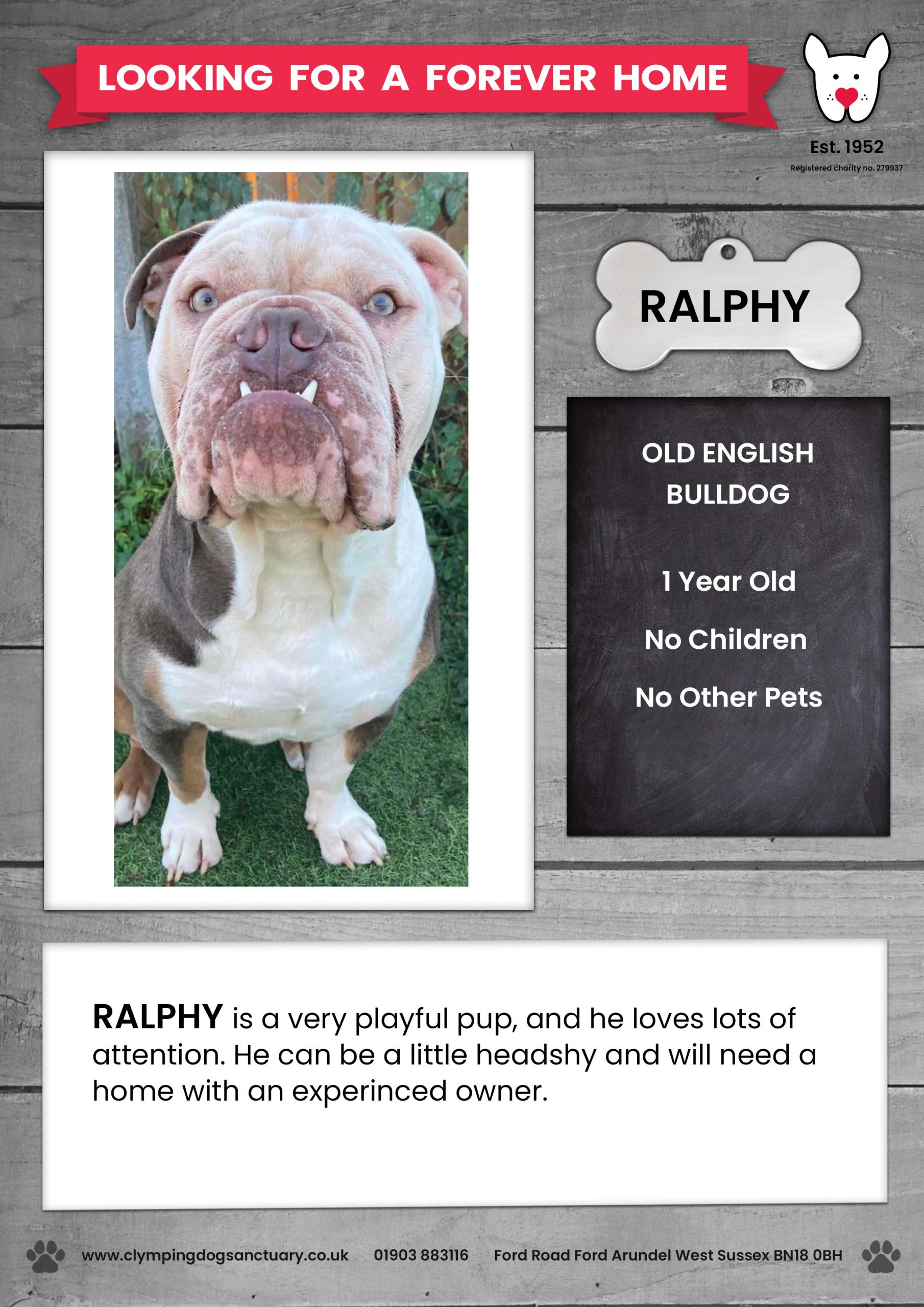 Dogs For Adoption | Clymping Dog Sanctuary