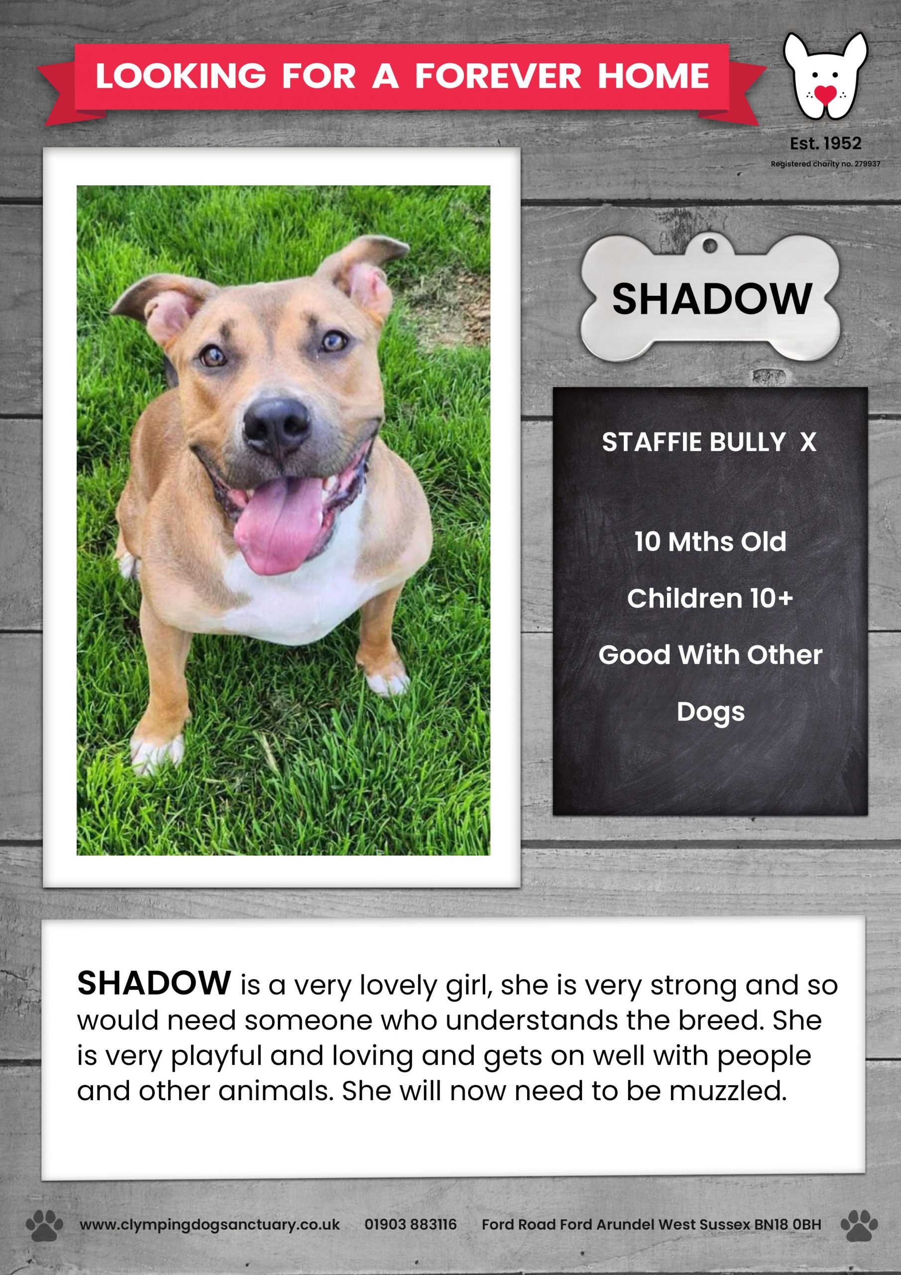 Dogs For Adoption | Clymping Dog Sanctuary