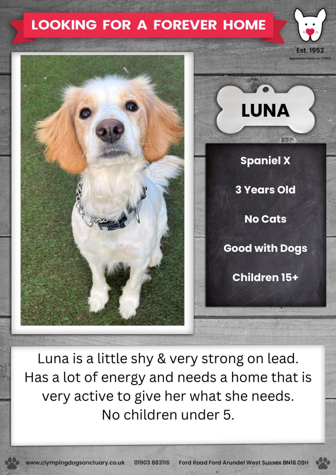 Dogs For Adoption | Clymping Dog Sanctuary