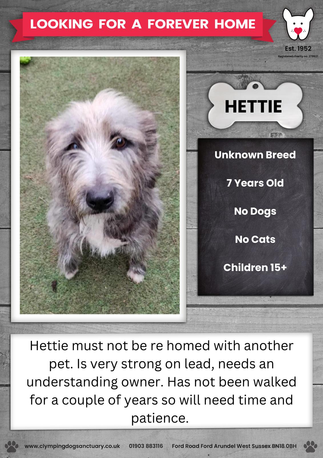 Dogs For Adoption | Clymping Dog Sanctuary