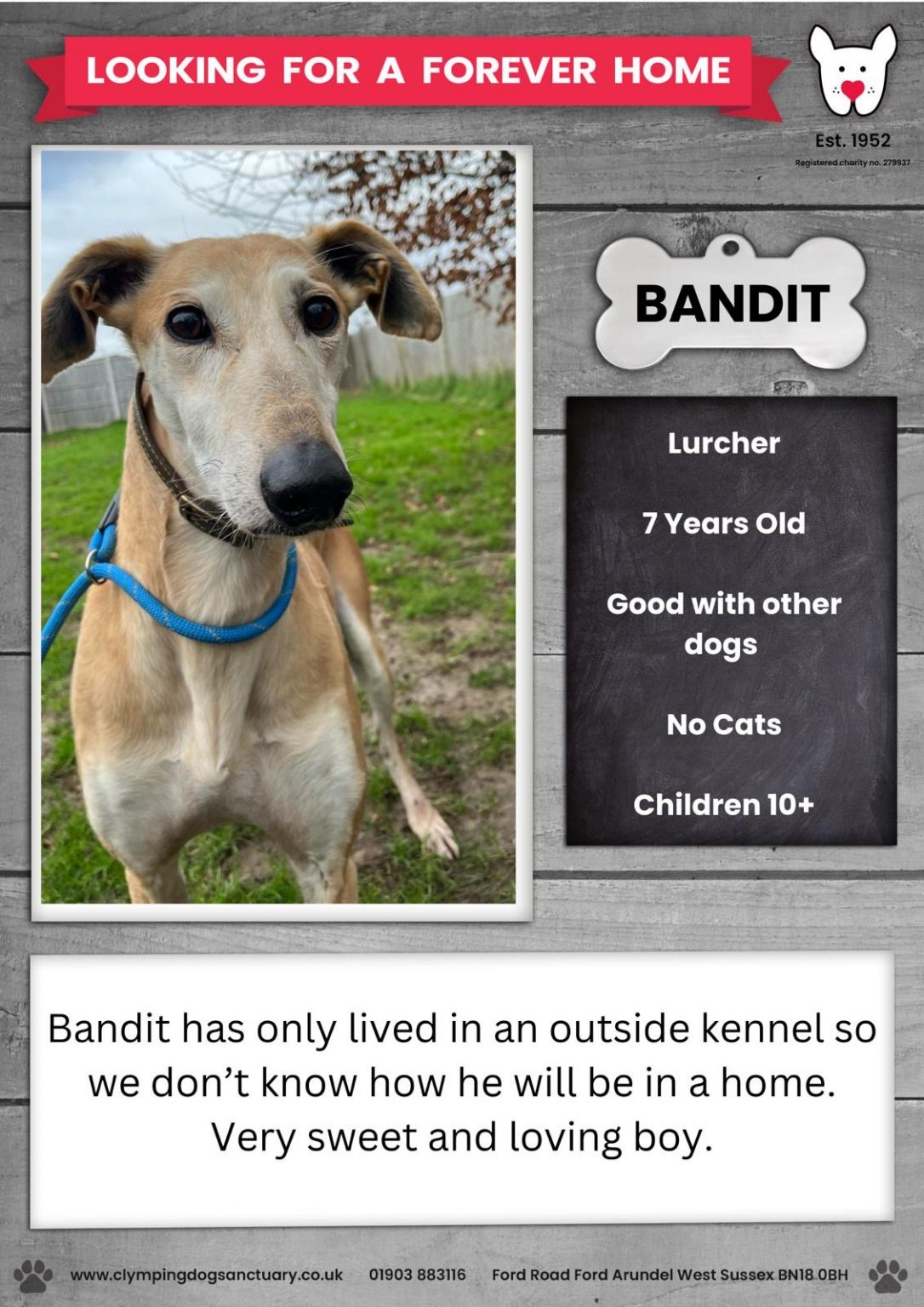 Dogs For Adoption | Clymping Dog Sanctuary