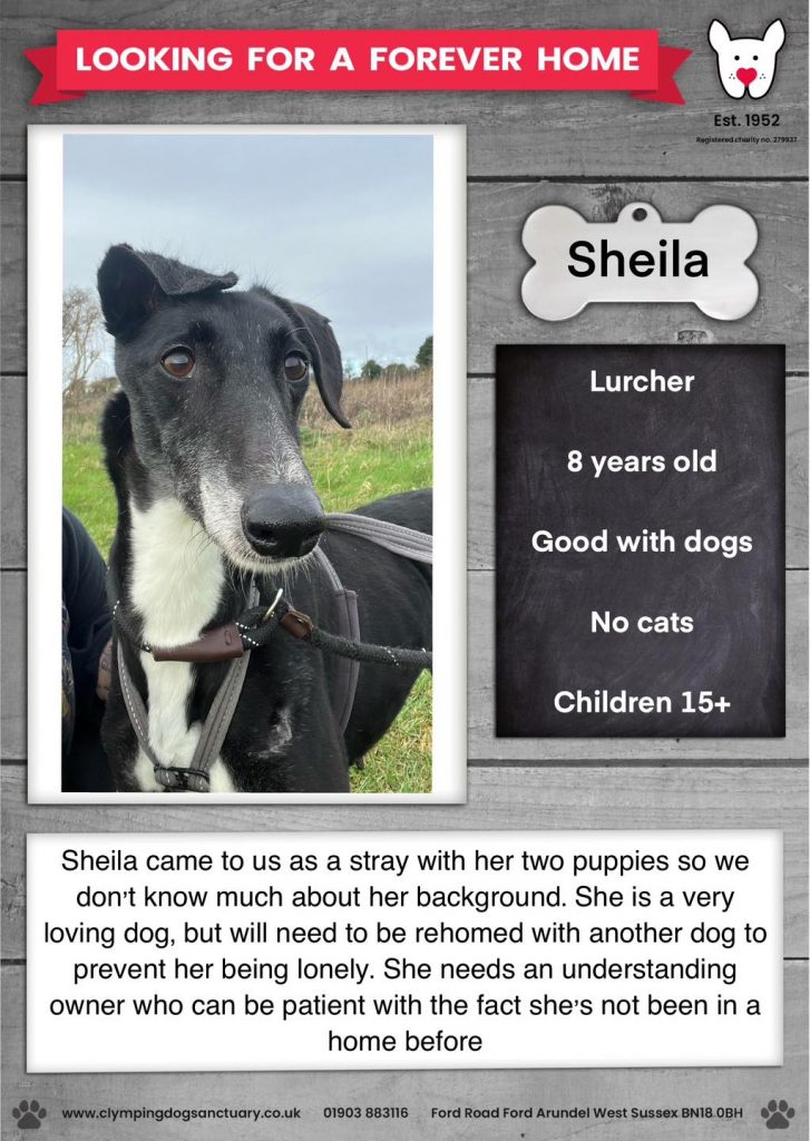 Dogs For Adoption | Clymping Dog Sanctuary