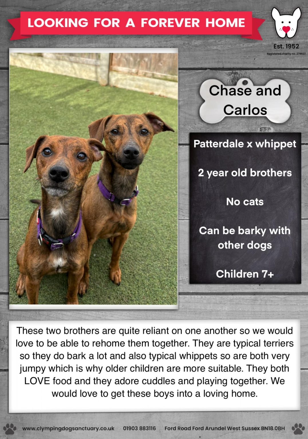 Dogs For Adoption | Clymping Dog Sanctuary