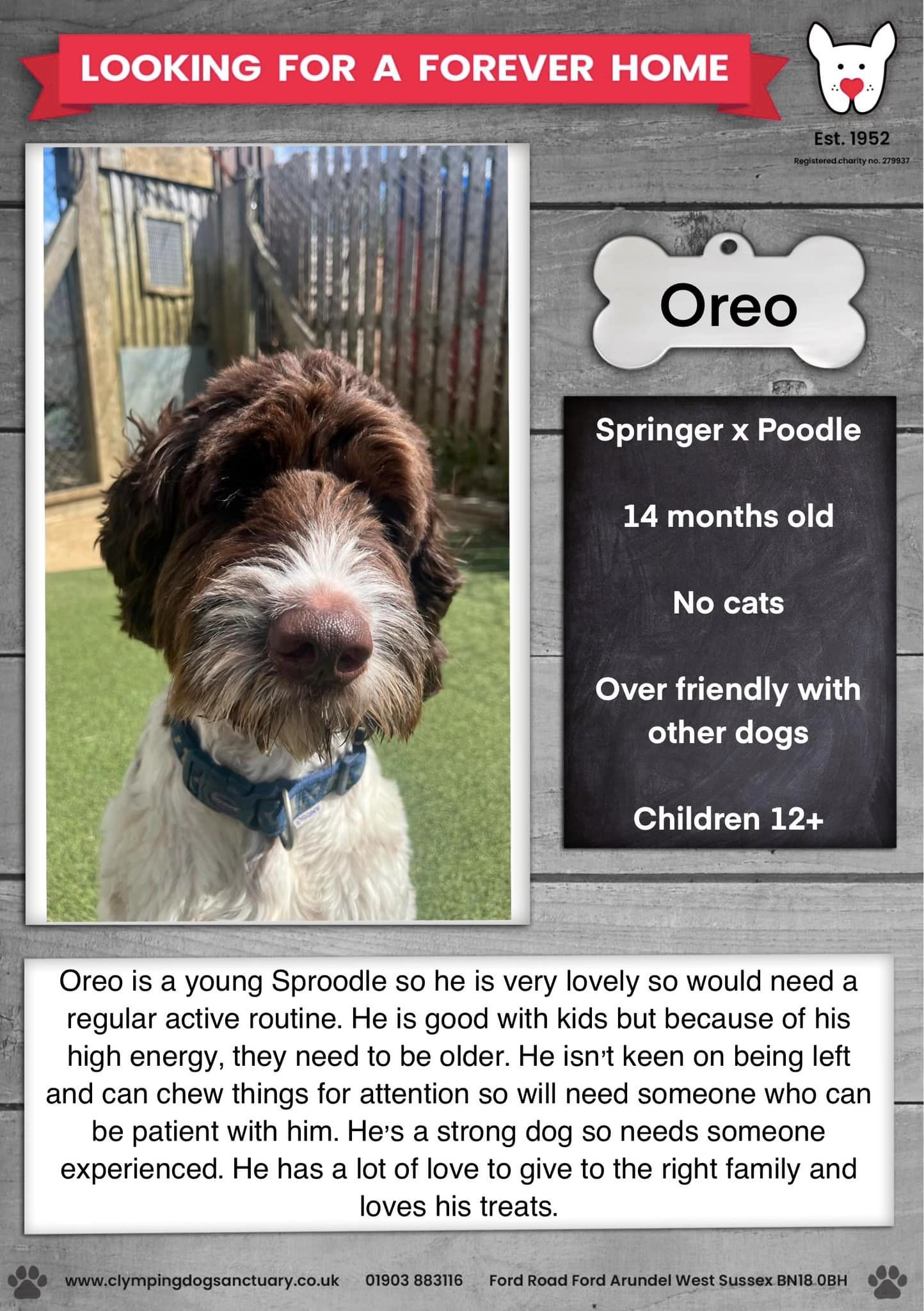 Dogs For Adoption | Clymping Dog Sanctuary