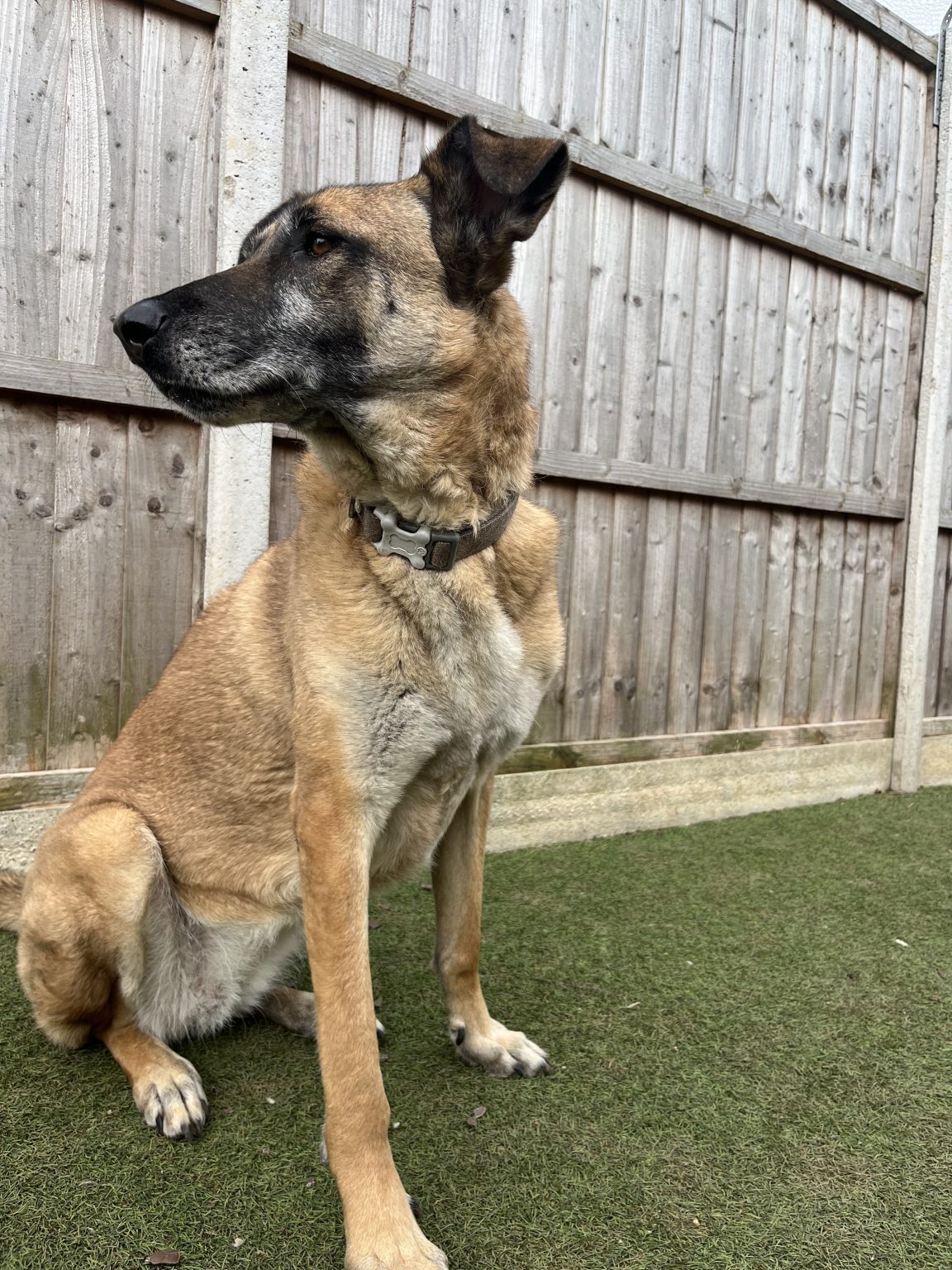 Get involved | Clymping Dog Sanctuary