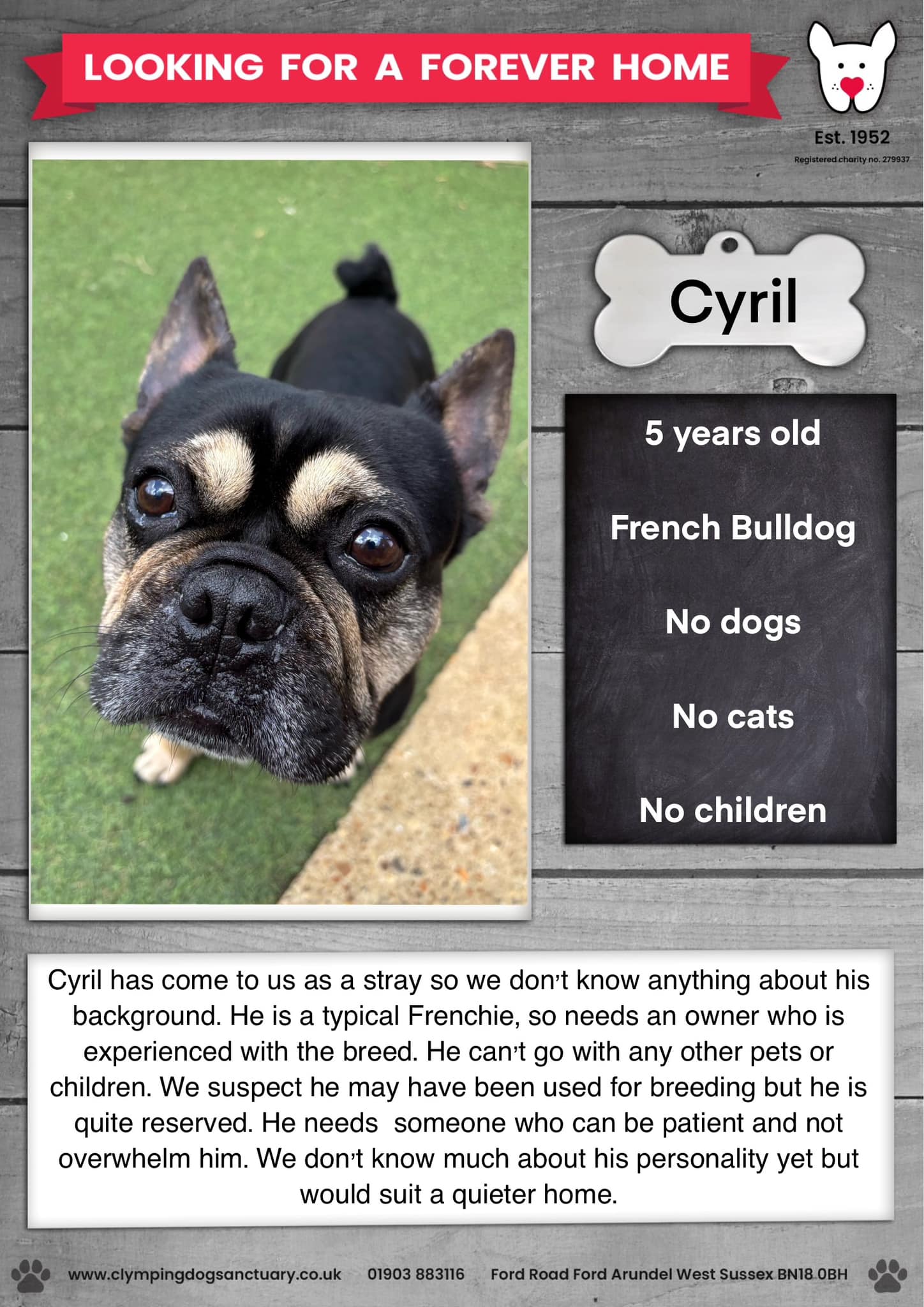 Dogs For Adoption | Clymping Dog Sanctuary