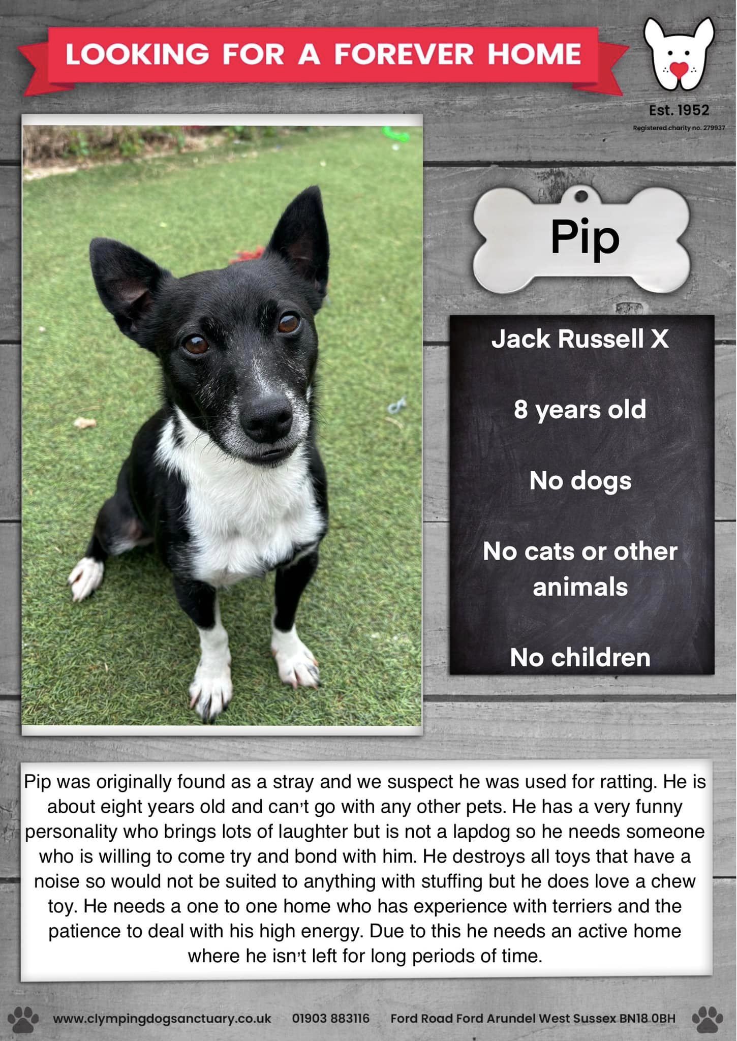 Dogs For Adoption | Clymping Dog Sanctuary