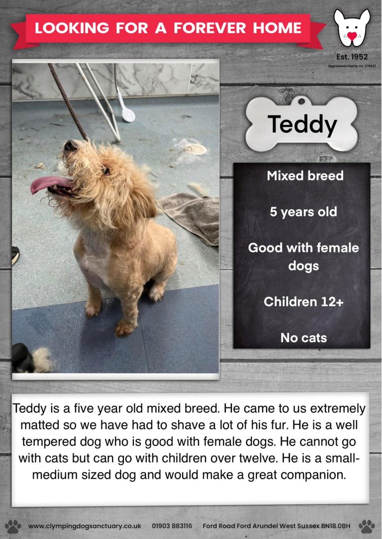 Dogs For Adoption | Clymping Dog Sanctuary