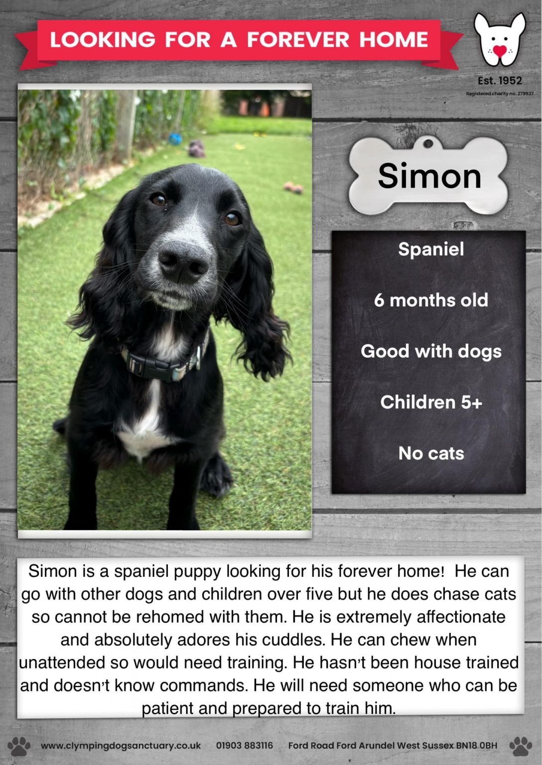 Dogs For Adoption | Clymping Dog Sanctuary