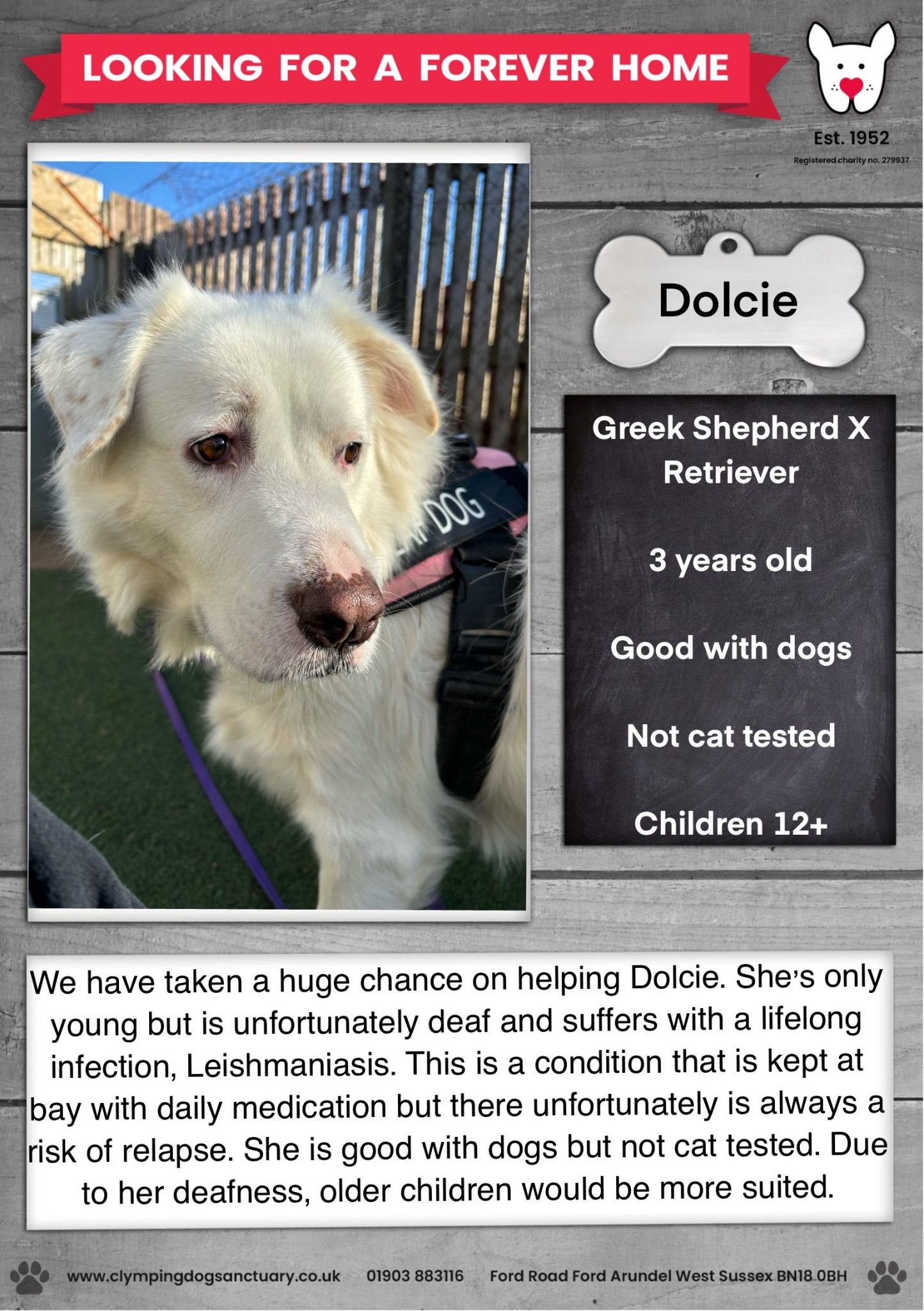 Dogs For Adoption | Clymping Dog Sanctuary