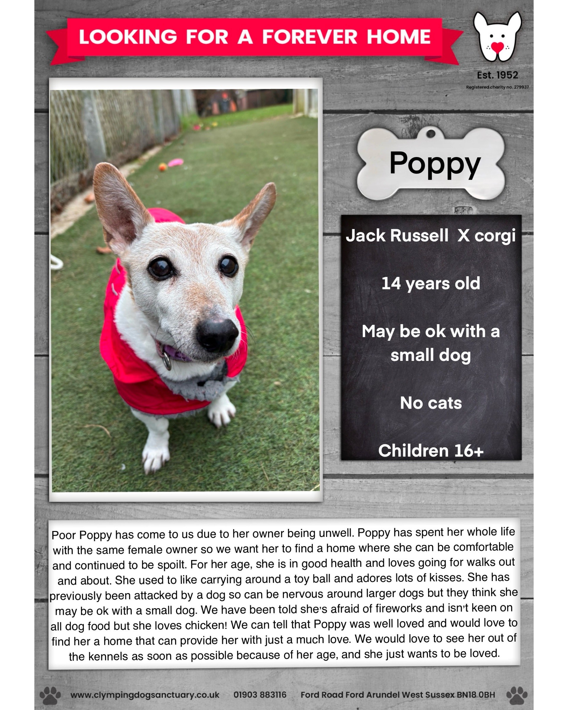 Dogs For Adoption | Clymping Dog Sanctuary
