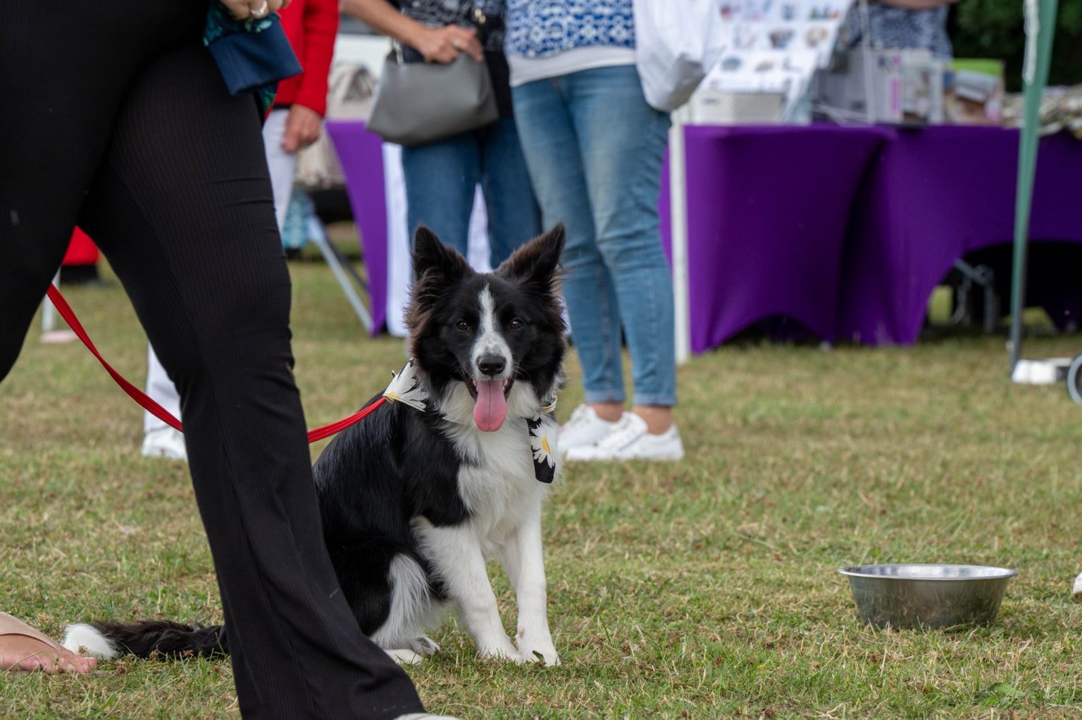 Fun Dog Show Event Page | Clymping Dog Sanctuary