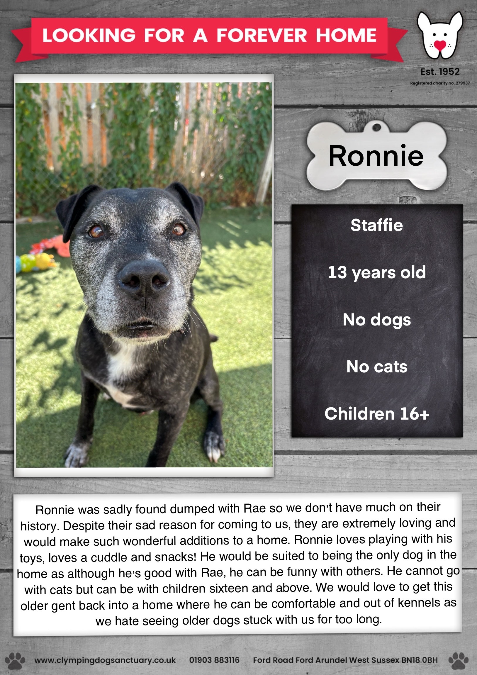 Dogs For Adoption | Clymping Dog Sanctuary
